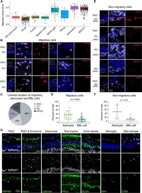 Single Cell Transcriptome Analysis Of Xenotransplanted Human Retinal Organoids Defines Two