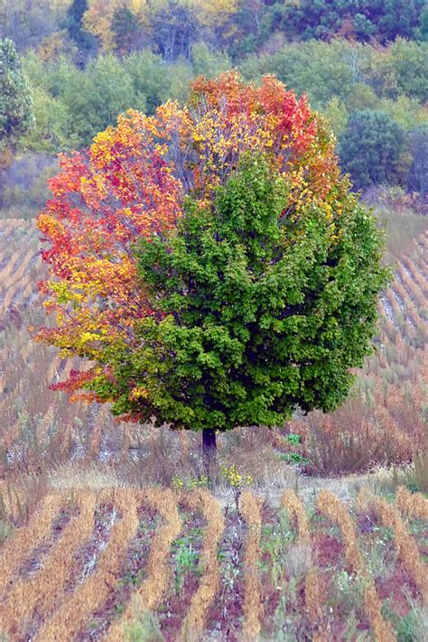 Tree Changing Color Photograph By Jennifer Richards