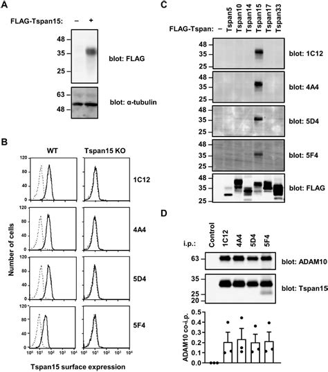 Table 1 From Is An Essential Subunit Of An Adam10 Scissor Complex Semantic Scholar