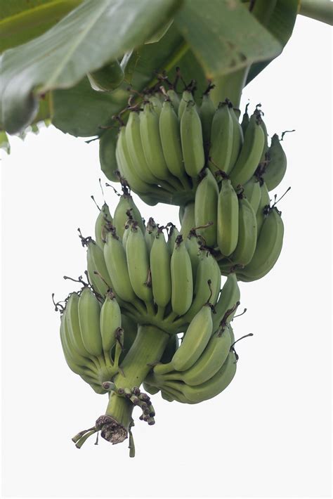 Bananas Trees Agriculture Free Photo On Pixabay Pixabay