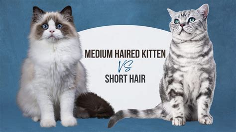 Medium Haired Kitten Vs Short Hair Which One To Choose