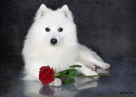 Японский шпиц описание породы фото и стоимость щенков характер и размеры