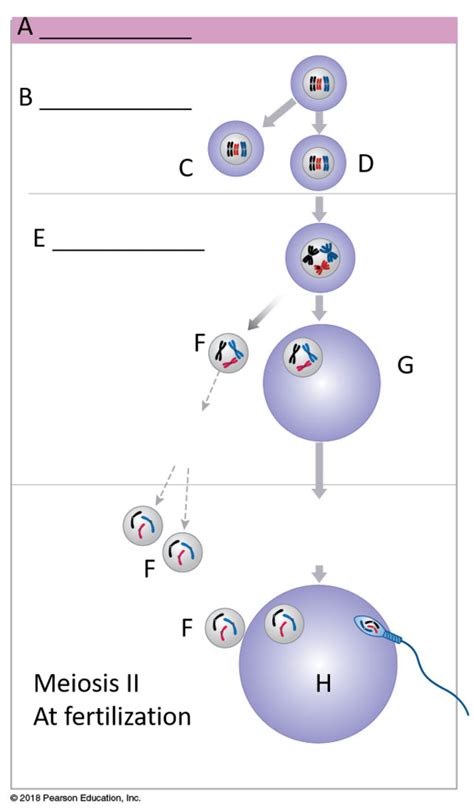 Oogenesis Diagram Quizlet