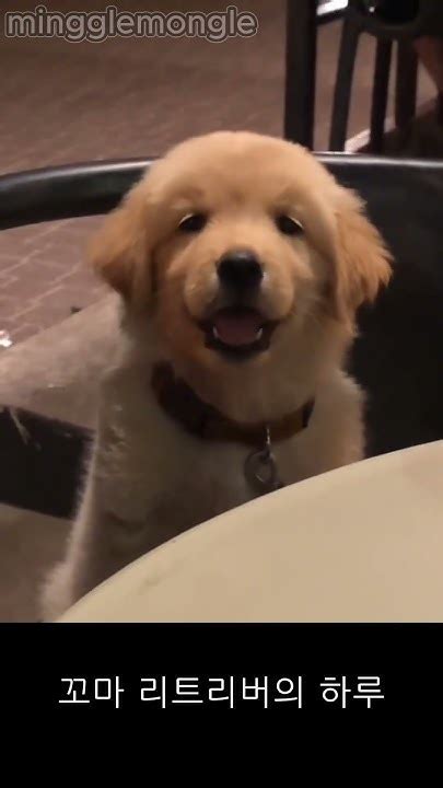아기 리트리버 일상 Youtube