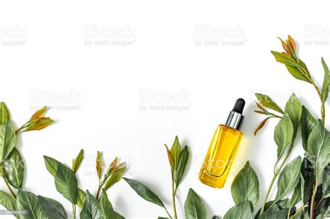 화장품 에센셜 오일 신선한 녹색 가지와 흰색 배경에 고립 된 잎 유리 병 유기농 천연 제품 플랫 레이 상단 보기 공간을 복사합니다 0명에 대한 스톡 사진 및 기타 이미지