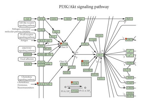 David Pathway Analysis A Pi3kakt Signaling Pathway B Camp Download Scientific Diagram