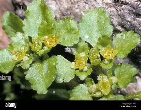 Flower Plant Green Flora Nature Blumenpflanze Chrysosplenium Carnosum