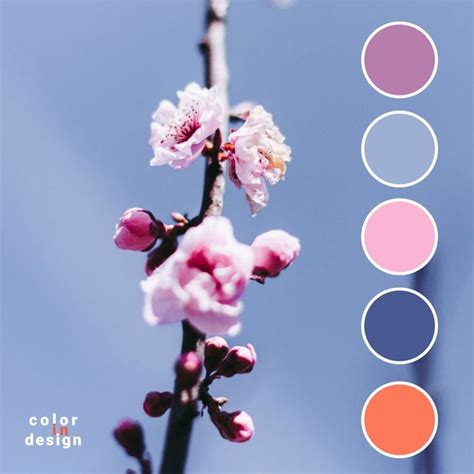 Сочетание цветов розовый голубой синий оранжевый цвета Сочетание цветов Палитры Цветы