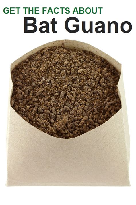 How To Clean Bat Guano Guano Dangers Unseen Risks Of Bat Droppings