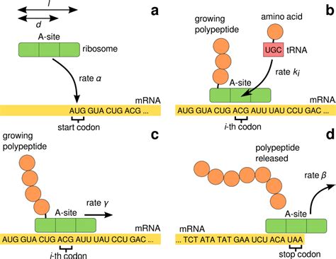 Mrna Model