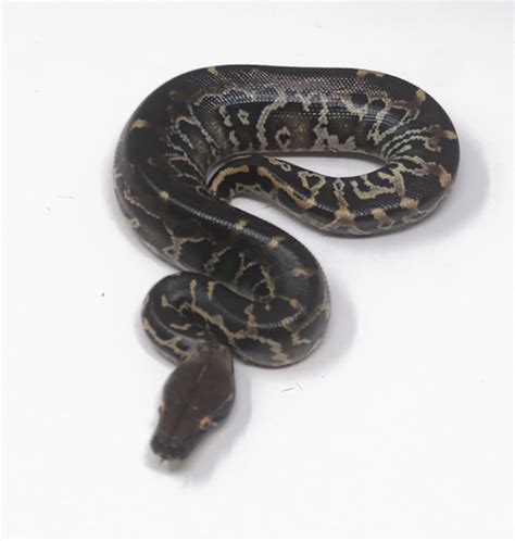 Sumatran Short Tail Python Male Dynasty Reptiles
