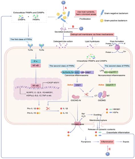 Sepsis Pathogenesis Gallery In Vivo Imaging Of Septic Encephalopathy