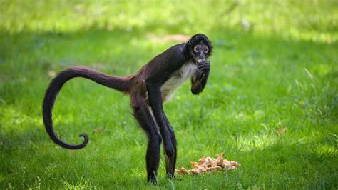 El Día Que El Ser Humano Perdió La Cola Infobae