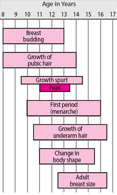 Puberty In Girls Womens Health Merck Manual Consumer Version