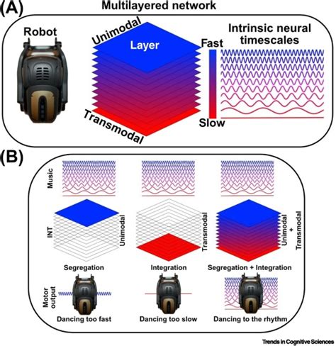 Intrinsic Neural Timescales Temporal Integration And Segregation Trends In Cognitive Sciences