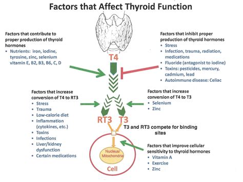 Selenium Deficiency And The Thyroid Dr Jeff Whelchel