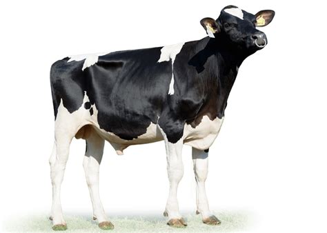 Seaborn Prosire Genetics