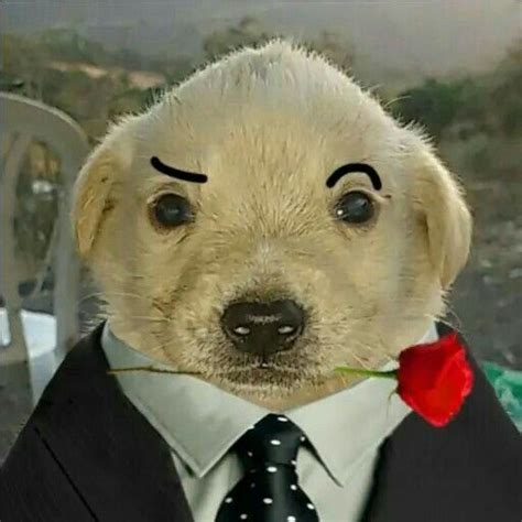 Façhero 👺 Memeb Dog Memes Funny Dogs Silly Dogs