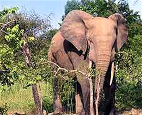 Pictuers Digya National Park