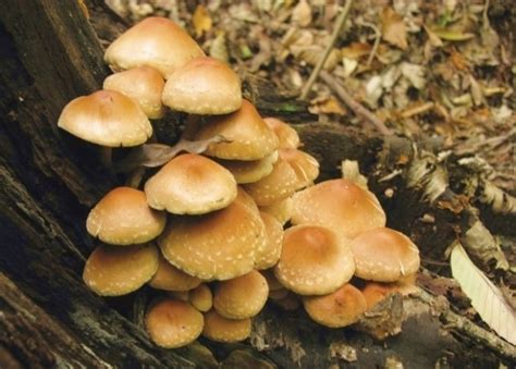 참나무에 자라는 버섯종류 네이버 블로그