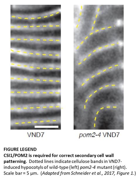 Evidence For Two Distinct Stages In Secondary Cell Wall Formation Of