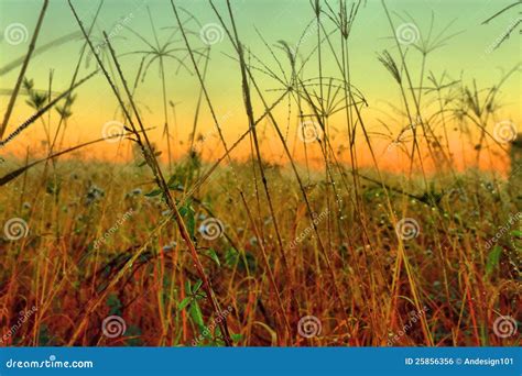 Australian Grass Background Royalty Free Stock Image Cartoondealer