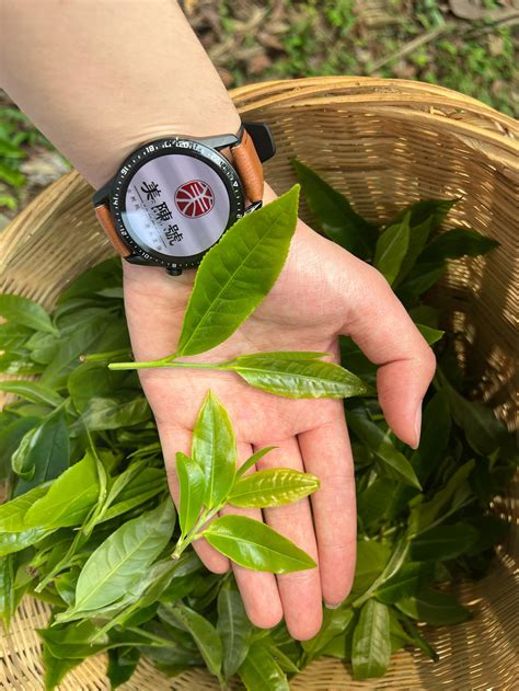 百花之奇香冠绝易武百花潭普洱茶 知乎