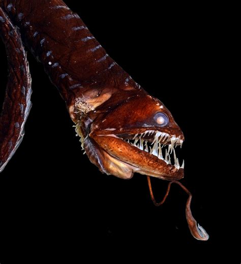 Evolution Favors The Bioluminescent Ars Technica