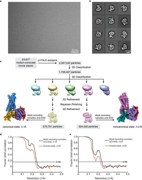 Protein Complex Cryo Em Structure Characterization Service Mtoz Biolabs