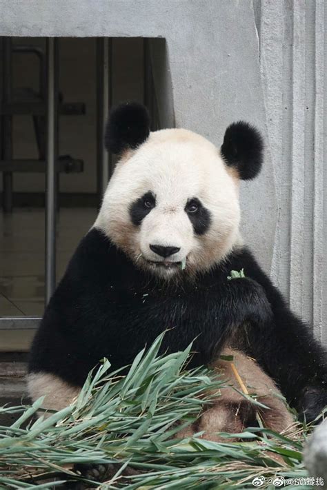 더쿠 판다계의 킹카였다는 아이바오 할아버지 판다 우강