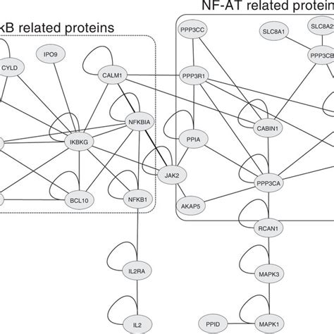 The Protein Protein Interaction Network Of The Core Proteins Download Scientific Diagram