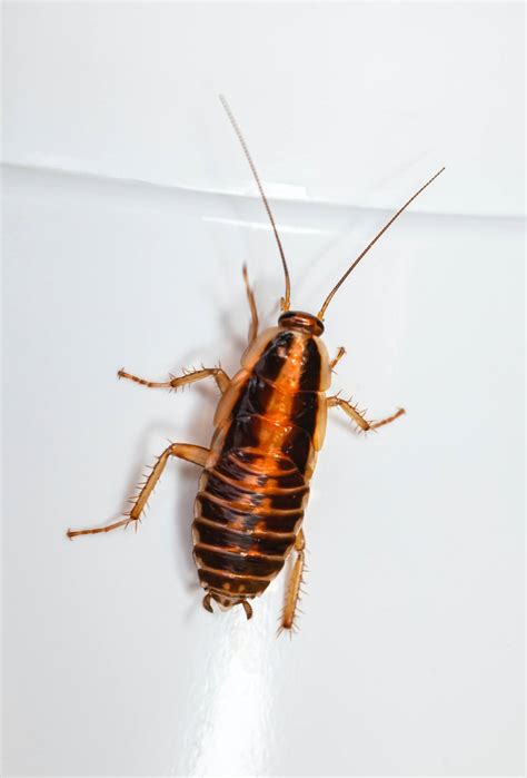 How To Easily Get Rid Of Roaches Without Using Foggers