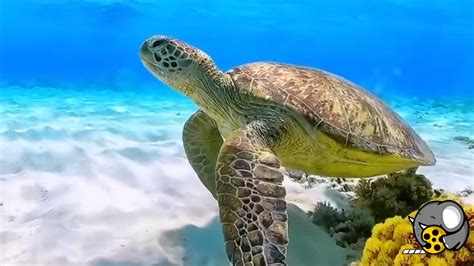 لاک پشت های عظیم در اعماق اقیانوس فیلو