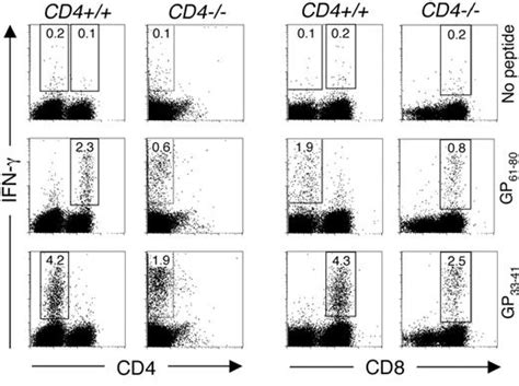 Functional Characterization Of Mhc Class Ii Restricted Cd8 Cd4− And Cd8
