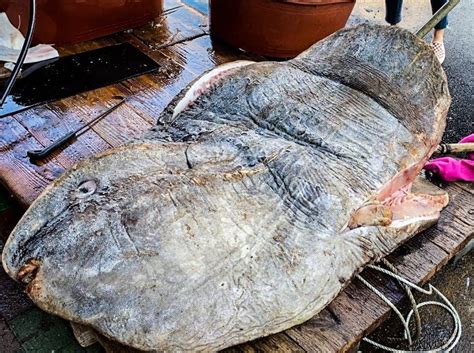 切割1800斤的巨型翻车鱼，鱼肉特别，韩国人的吃法也特别！ 国际美食研究僧 国际美食研究僧 哔哩哔哩视频