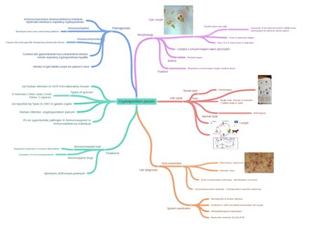 Cryptosporidium Parvum Coggle Diagram