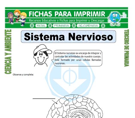 Que Es Sistema Nervioso Para Tercero De Primaria Escuela Primaria My
