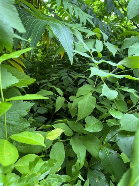 What Are These Tiny Forests Big Benefits Anyway Biodiversity For A