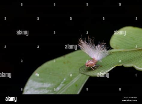 A Planthopper Nymph With A Fluffy Looking Rear End In Gunung Mulu National Park Sarawak East