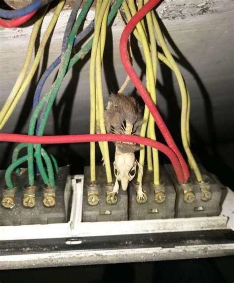 Cursed Rat Rcursedimages