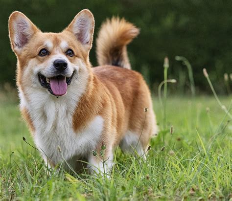 Welsh Corgi Pembroke