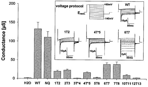 Two Electrode Voltage Clamp Experiments Of Xenopus Oocytes Expressing Download Scientific
