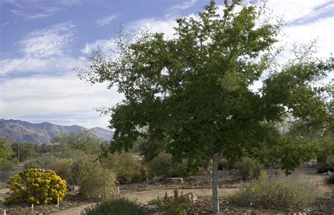 Trees That Grow In Tucson Az At Christian Brown Blog