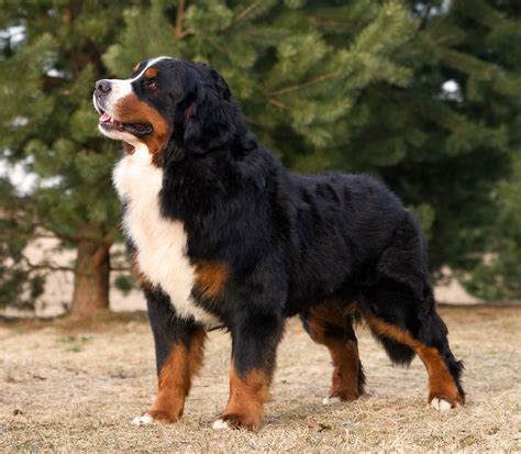 Berner Senenhund Berner Sennenhund Steckbrief Charakter