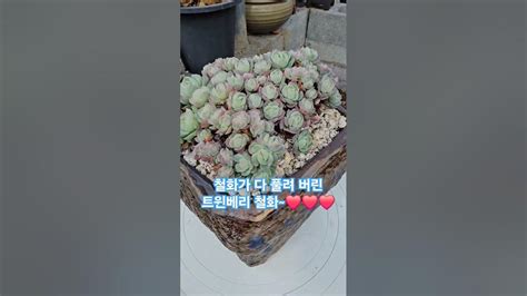 동글동글 작은 얼굴들이 ~🤣🤣🤣 유나초롱 초롱맘 트윈베리철화유나 철화 다육집사 다육판매 포항다육 Succulents 多肉植物 Youtube
