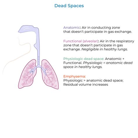 Respiratory System Dead Space And Ventilation Rates Ditki Medical