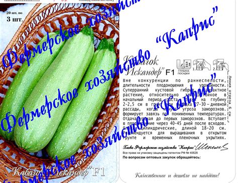 Кабачок Искандер F1 (20пак*3шт) Нидерланды артикул: 34837 | Интернет ...