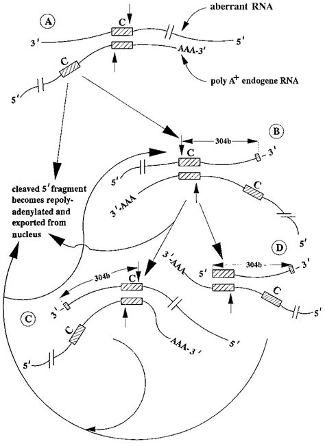 A Cyclic Model Of Rna Degradation Based On Comple Download Scientific Diagram