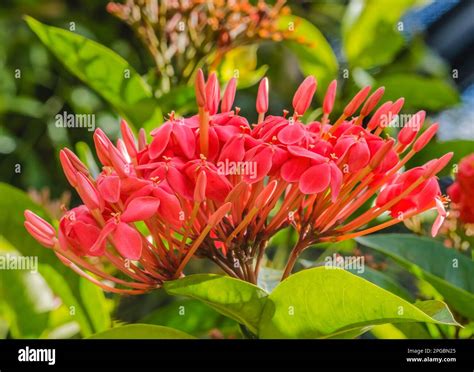 Jungle Geranium Flower Images At Lori Francois Blog