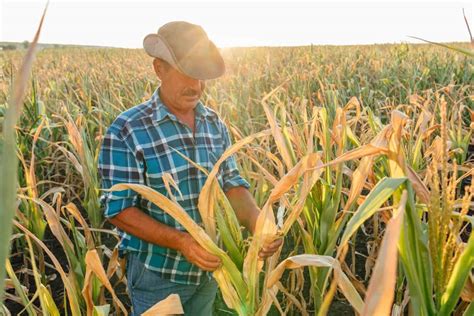 Maizecorn Downy Mildew Disease Management Symptoms Treatment Chemical Biological Natural